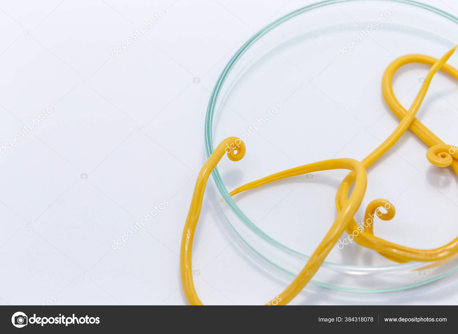 Ascaríase Uma Doença Causada Pelo Parasita Lombricoides Ascaris Para ...