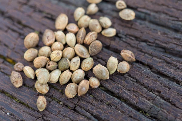 Canabis seeds Stock Photos, Royalty Free Canabis seeds Images ...