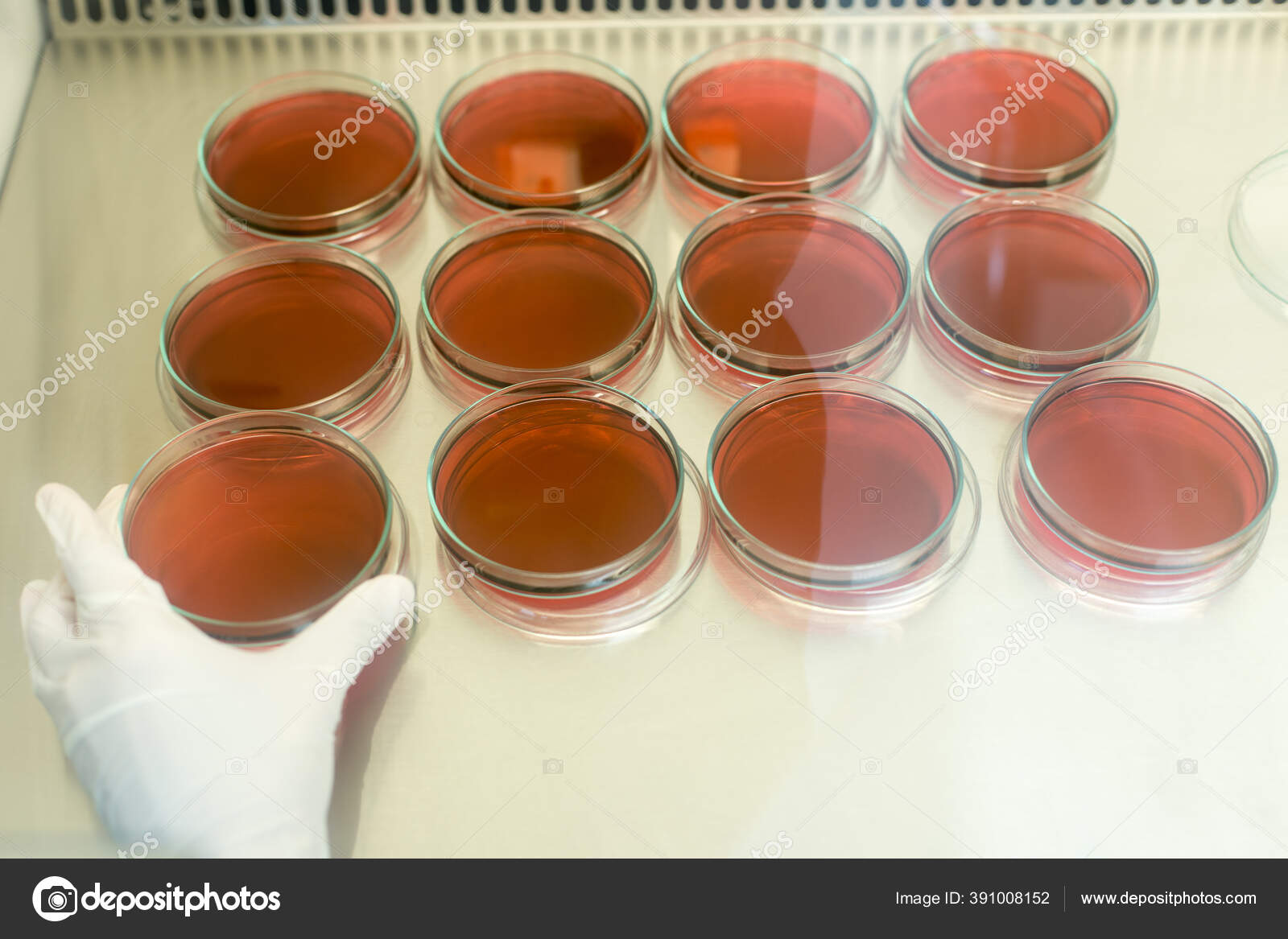 Eosin Methylene Blue Emb Agar Culture Medium Inoculum Tests Biological ...