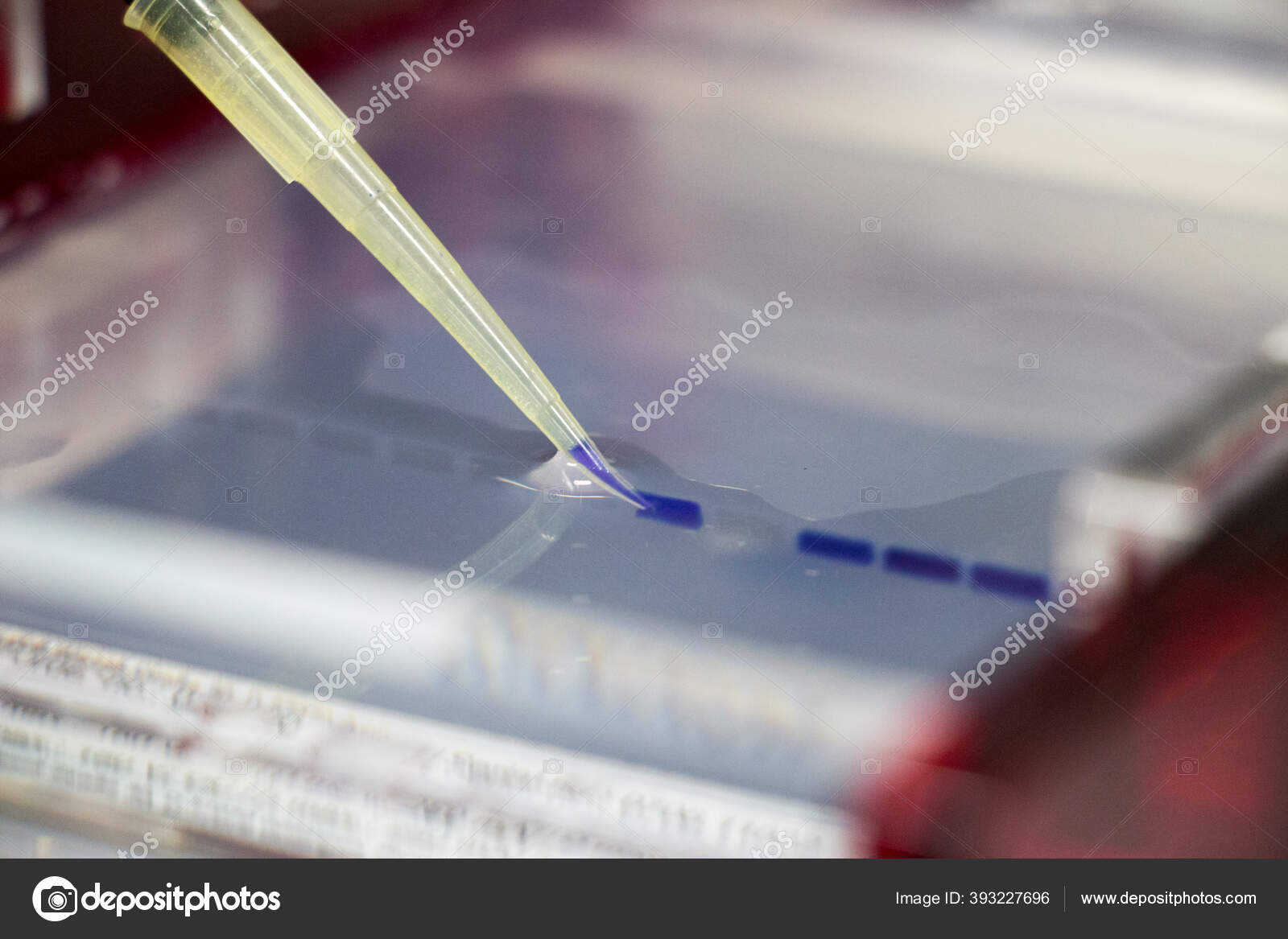 Polymerase Chain Reaction Pcr Agarose Gel Elektroforese Metode Til Gel ...