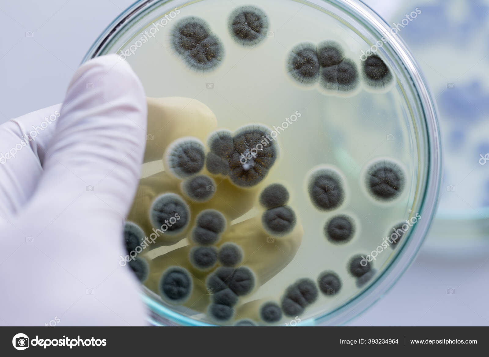 Molde Penicillium Em Placa De Petri