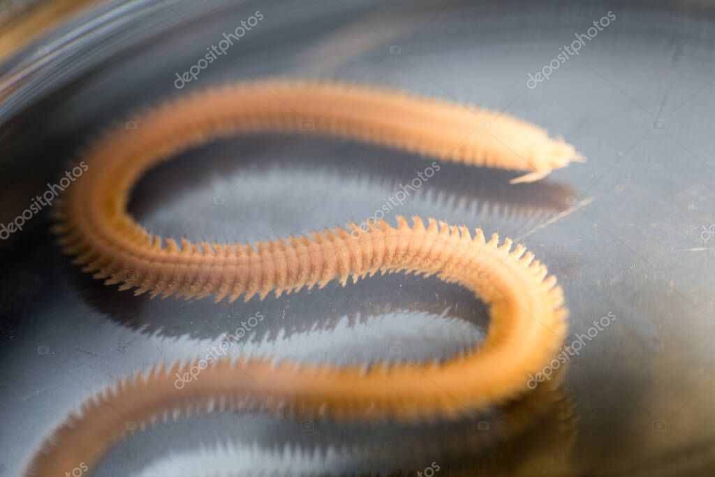 Los poliquetos son una clase parafilética de gusanos anélidos ...