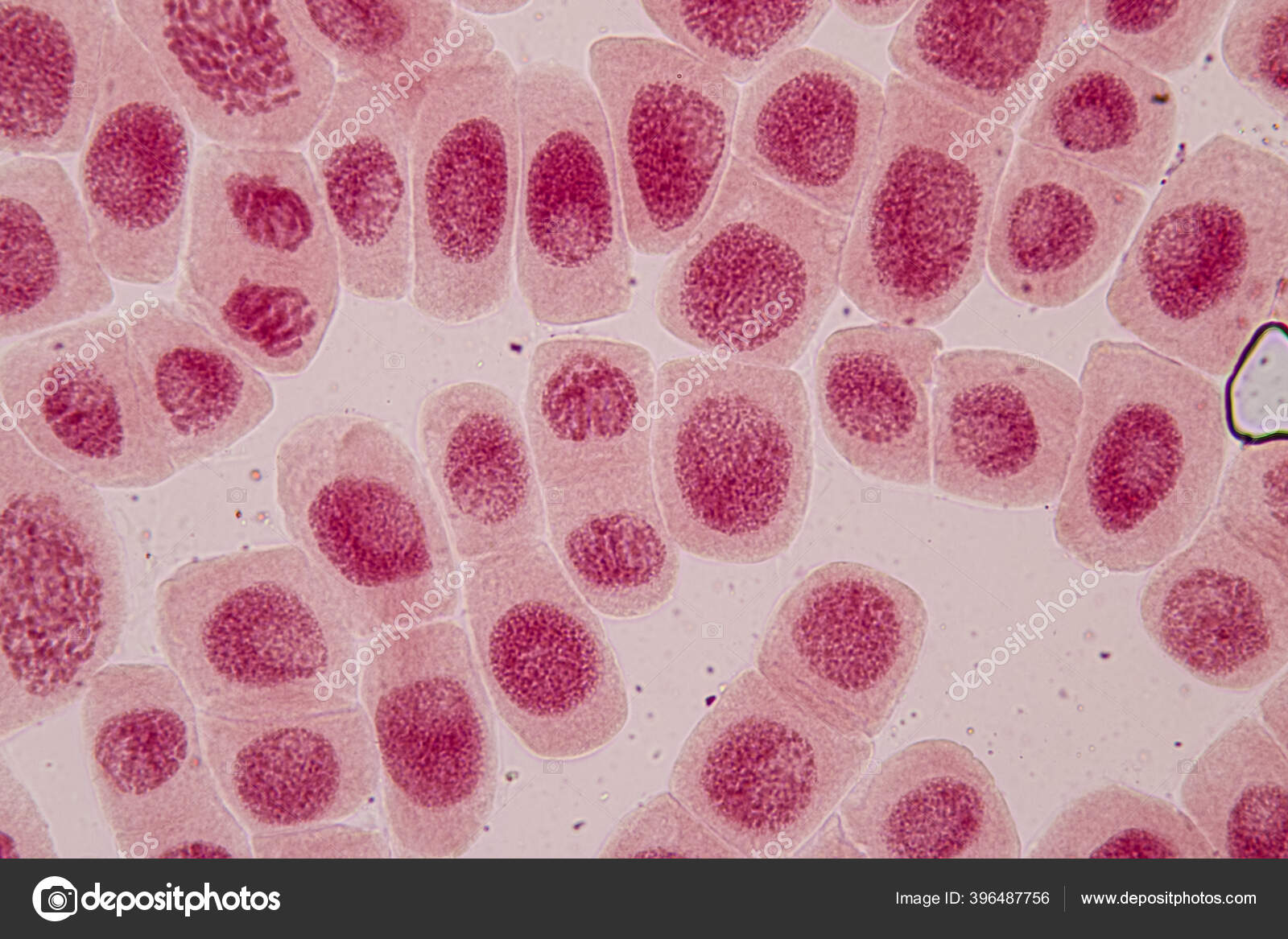 Anaphase Under Microscope