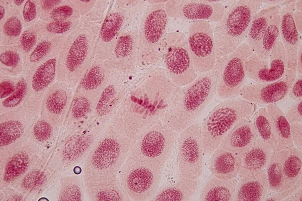 Human Muscle Cell Microscope