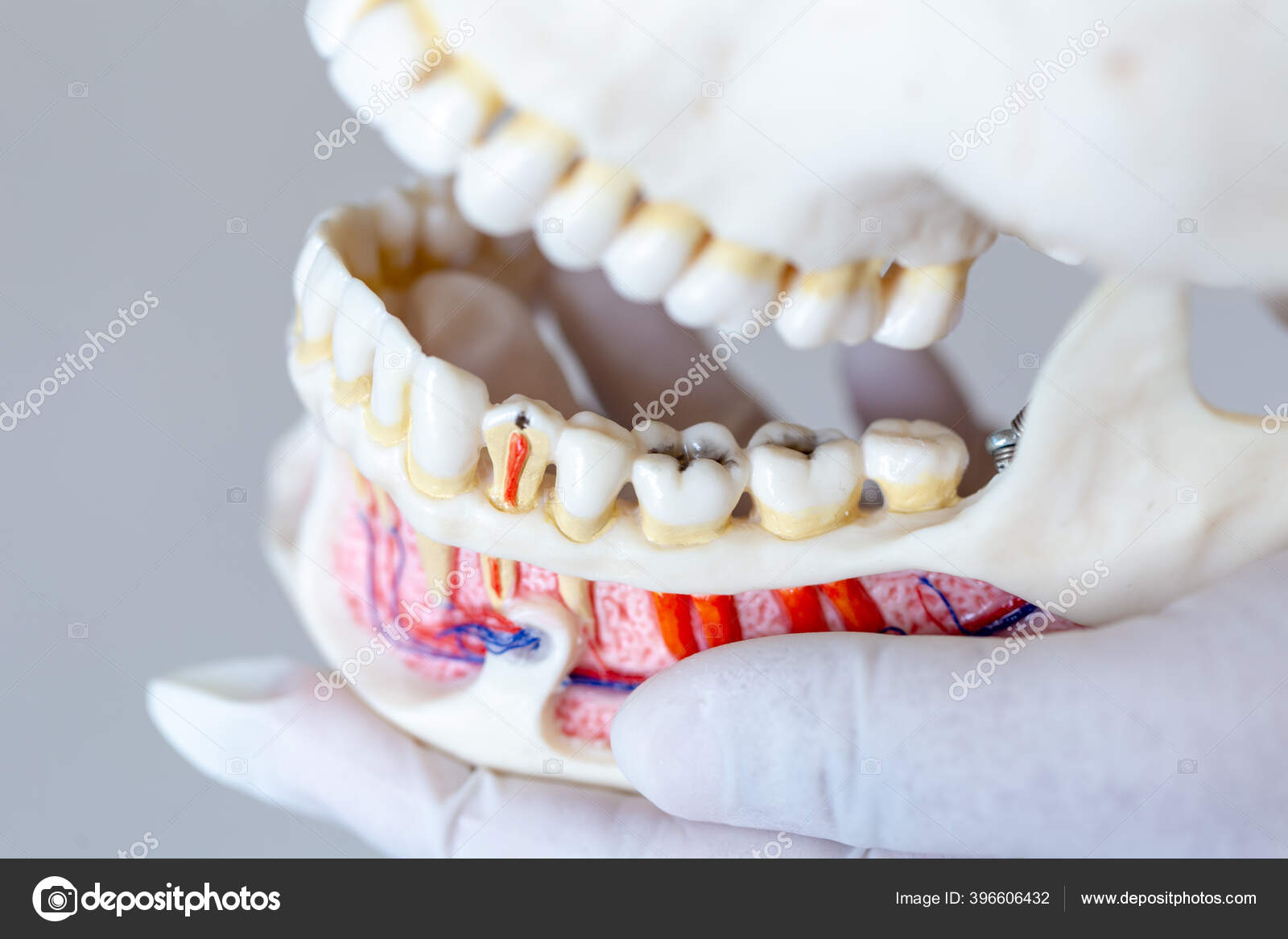 Tooth Model Education Laboratory — Stock Photo © p.thongdumhyu #396606432