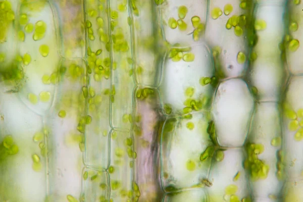 Cell Structure Hydrilla View Leaf Surface Showing Plant Cells ...