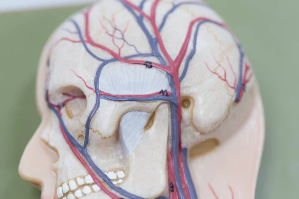Study External Internal Structure Human Model Laboratory Stock Photo by ...