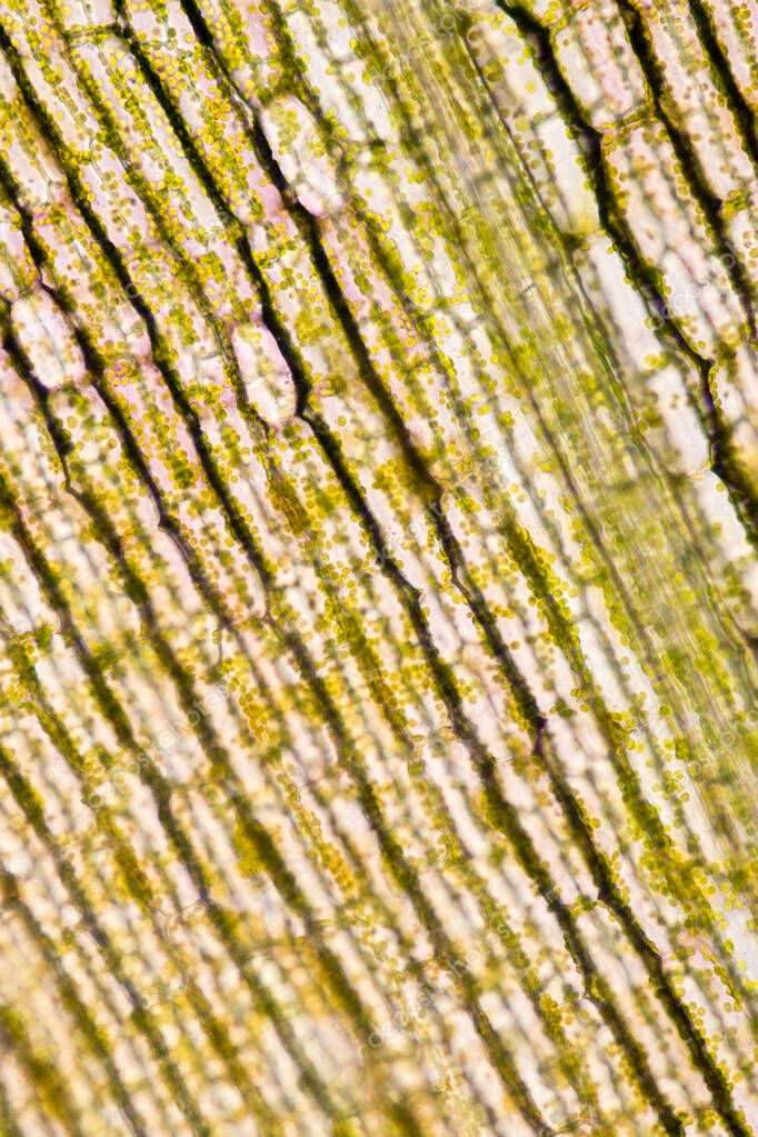 Estructura celular Hydrilla, vista de la superficie de la hoja ...