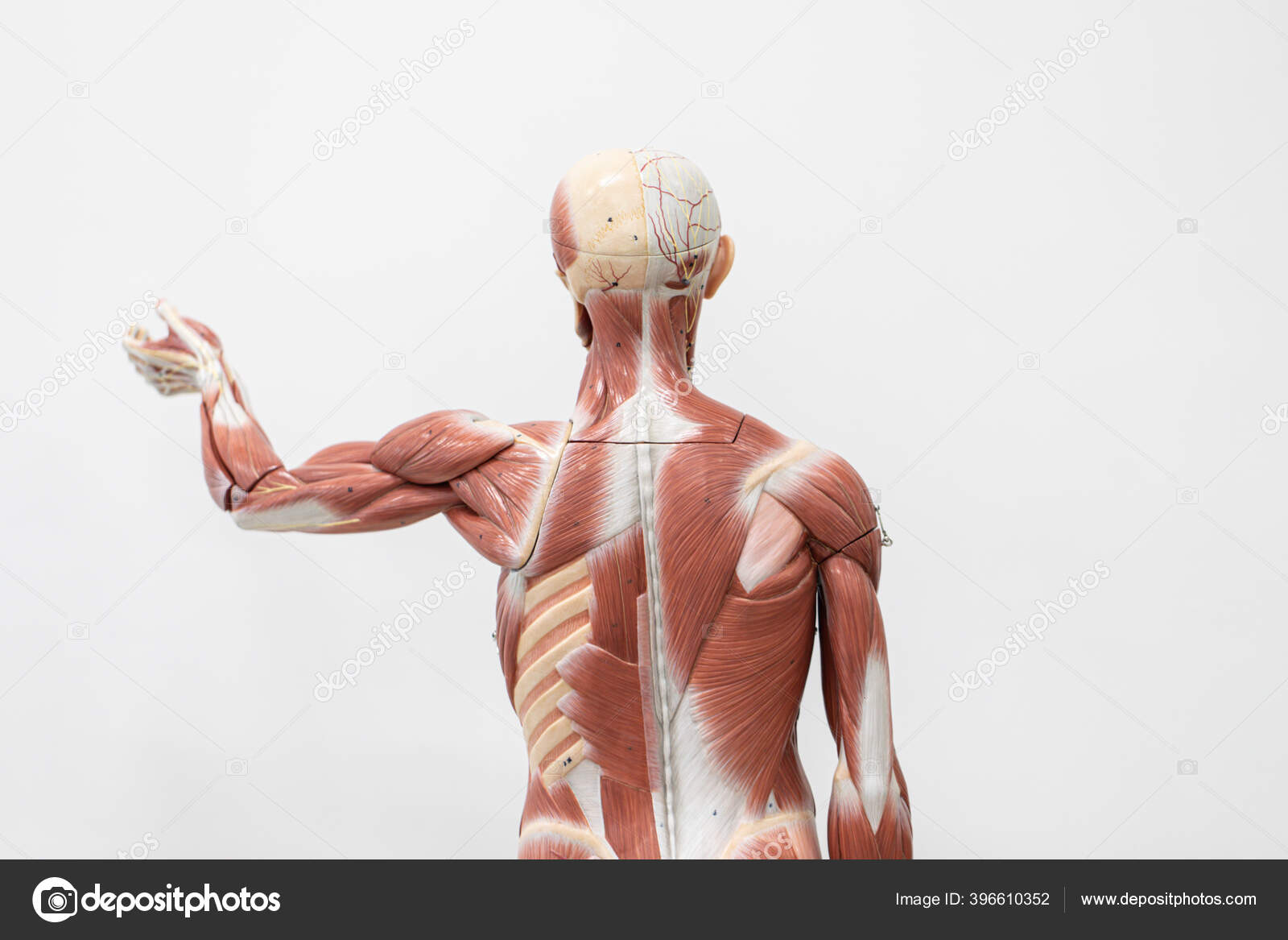 Study External Internal Structure Human Model Laboratory — Stock Photo ...