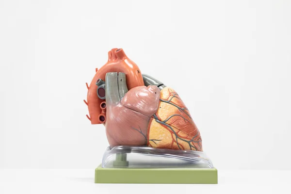 Study External Internal Structure Human Model Laboratory Stock Photo by ...