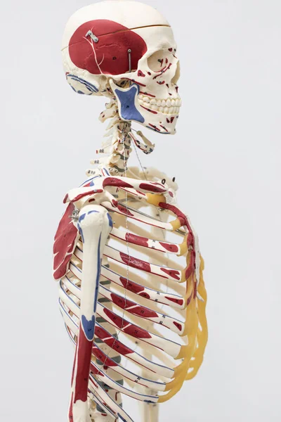 Structure of human Images - Search Images on Everypixel