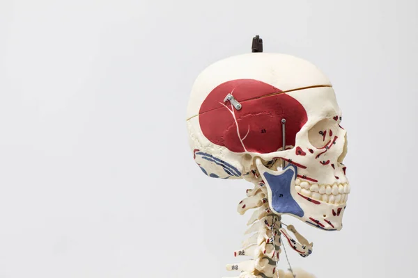 Study External Internal Structure Human Model Laboratory Stock Photo by ...