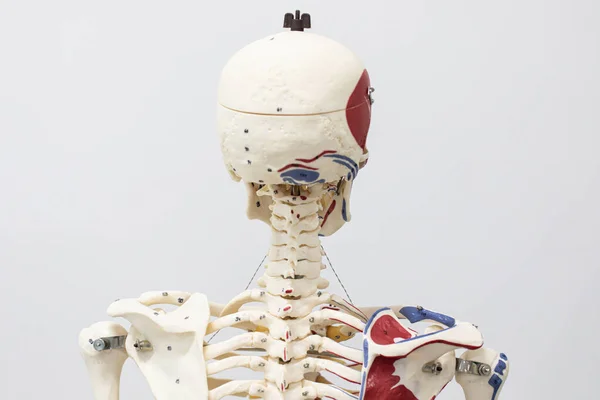 Structure of human Images - Search Images on Everypixel