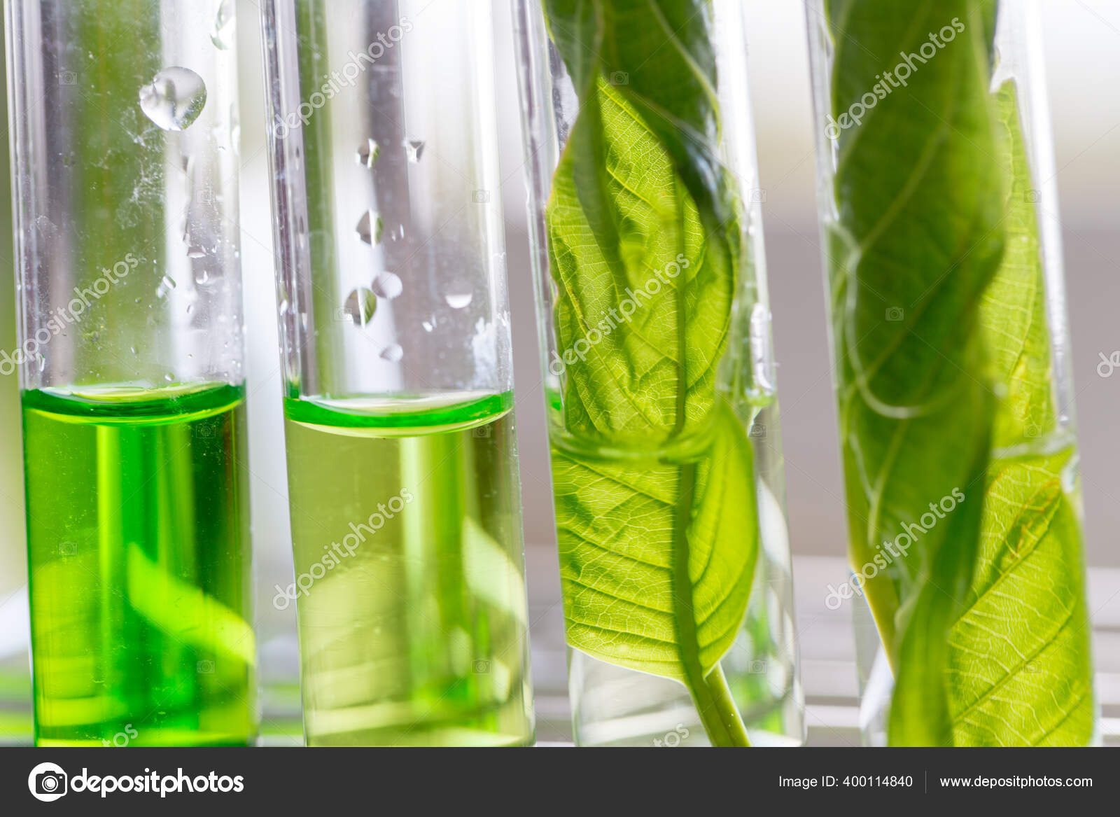 Science Research Leaves Mitragyna Speciosa Kratom Chemical Analysis Lab Stock Photo by ©p ...