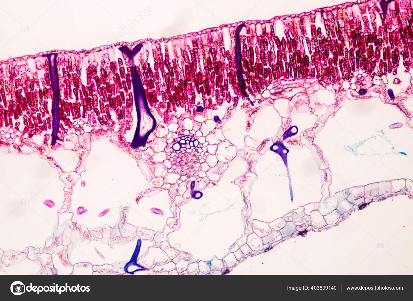 Study Plant Tissue Microscope Classroom Education — Stock Photo © p ...