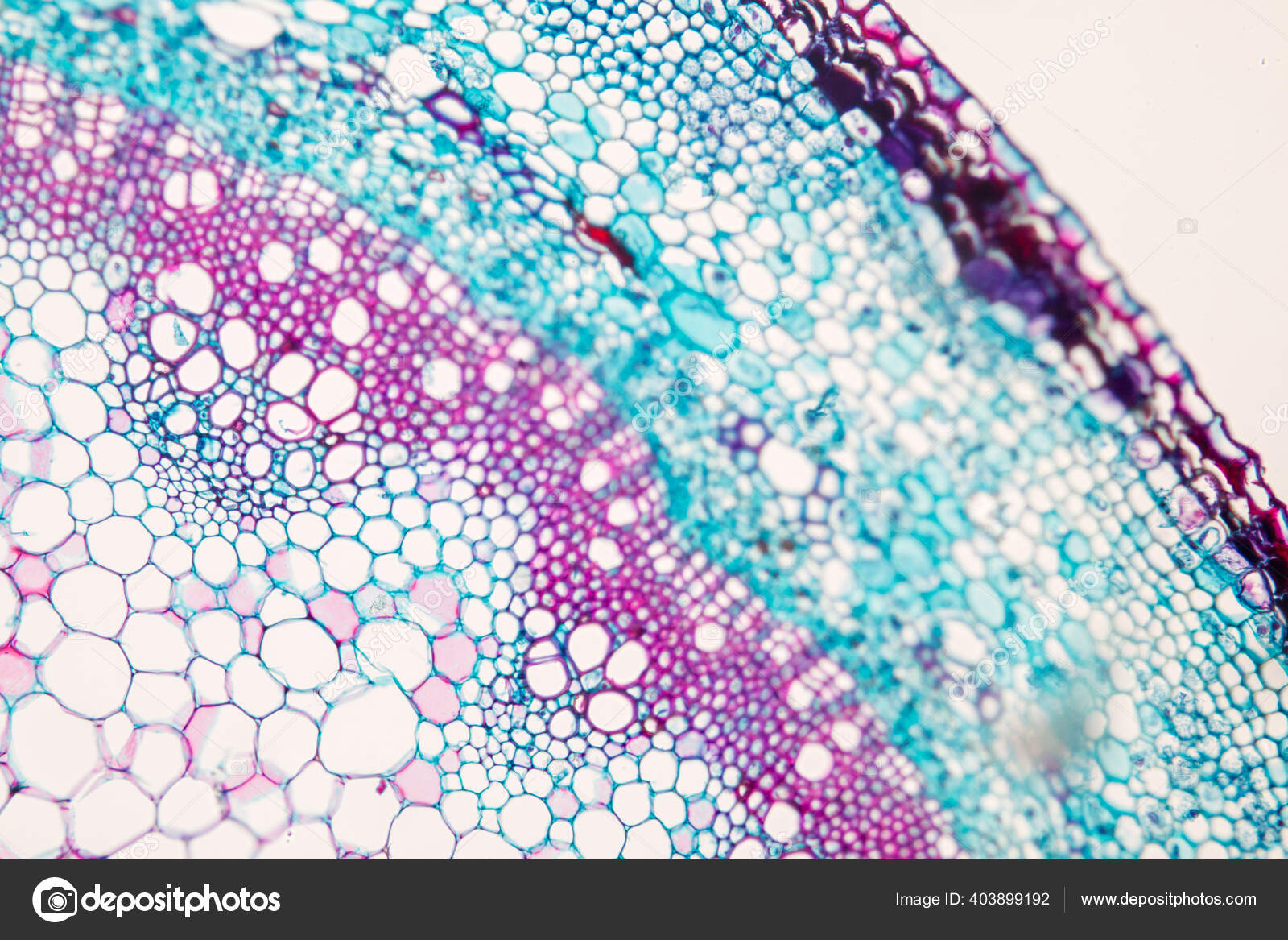 Study Plant Tissue Microscope Classroom Education Stock Photo by ©p ...