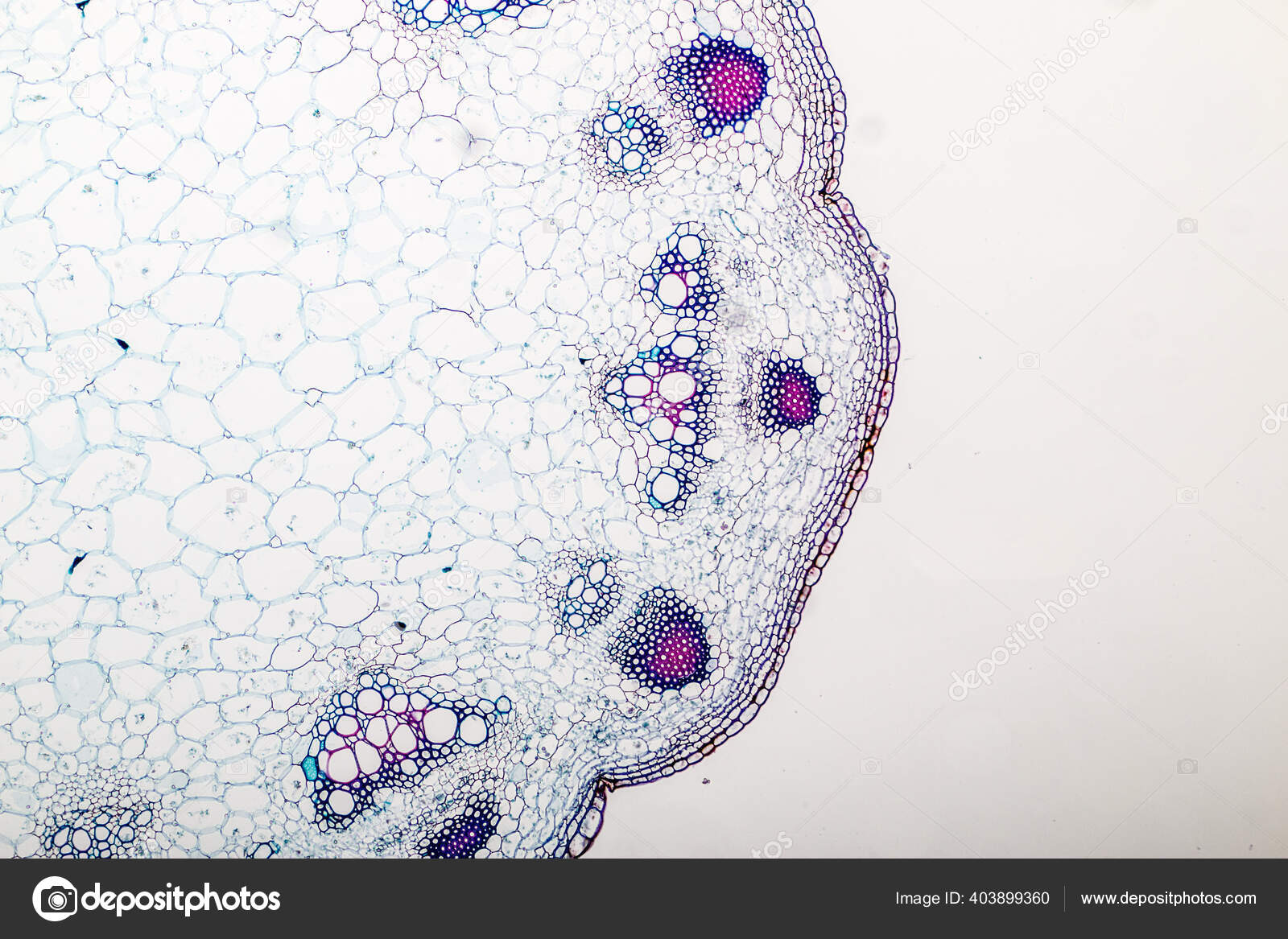 Study Plant Tissue Microscope Classroom Education — Stock Photo © p ...