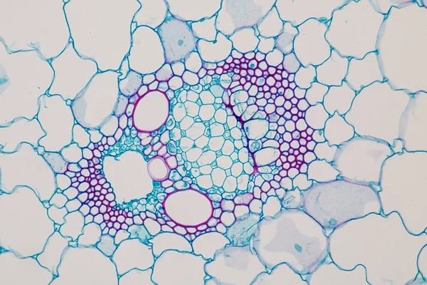 Plant cells under the microscope Stock Photos, Royalty Free Plant cells ...