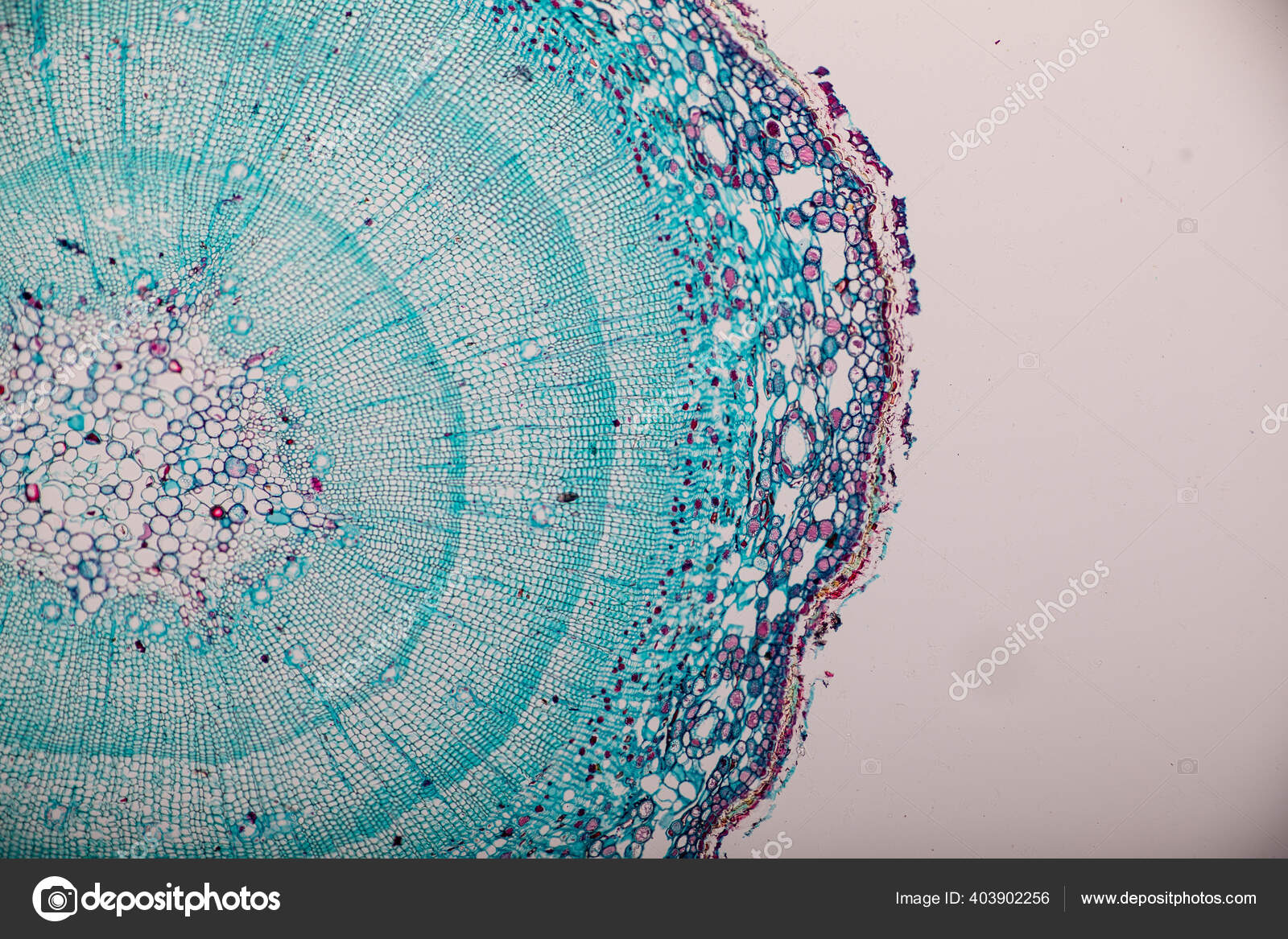 Study Plant Tissue Microscope Classroom Education — Stock Photo © p ...