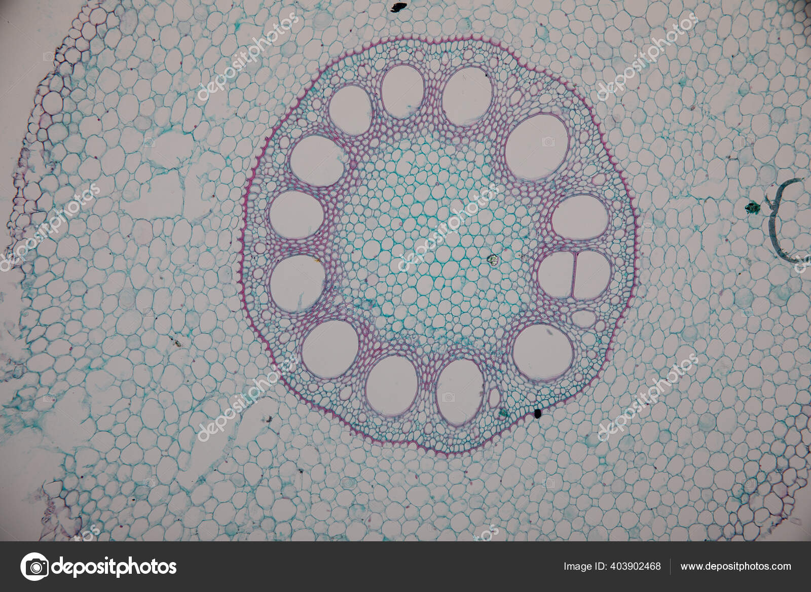 Study Plant Tissue Microscope Classroom Education — Stock Photo © p ...