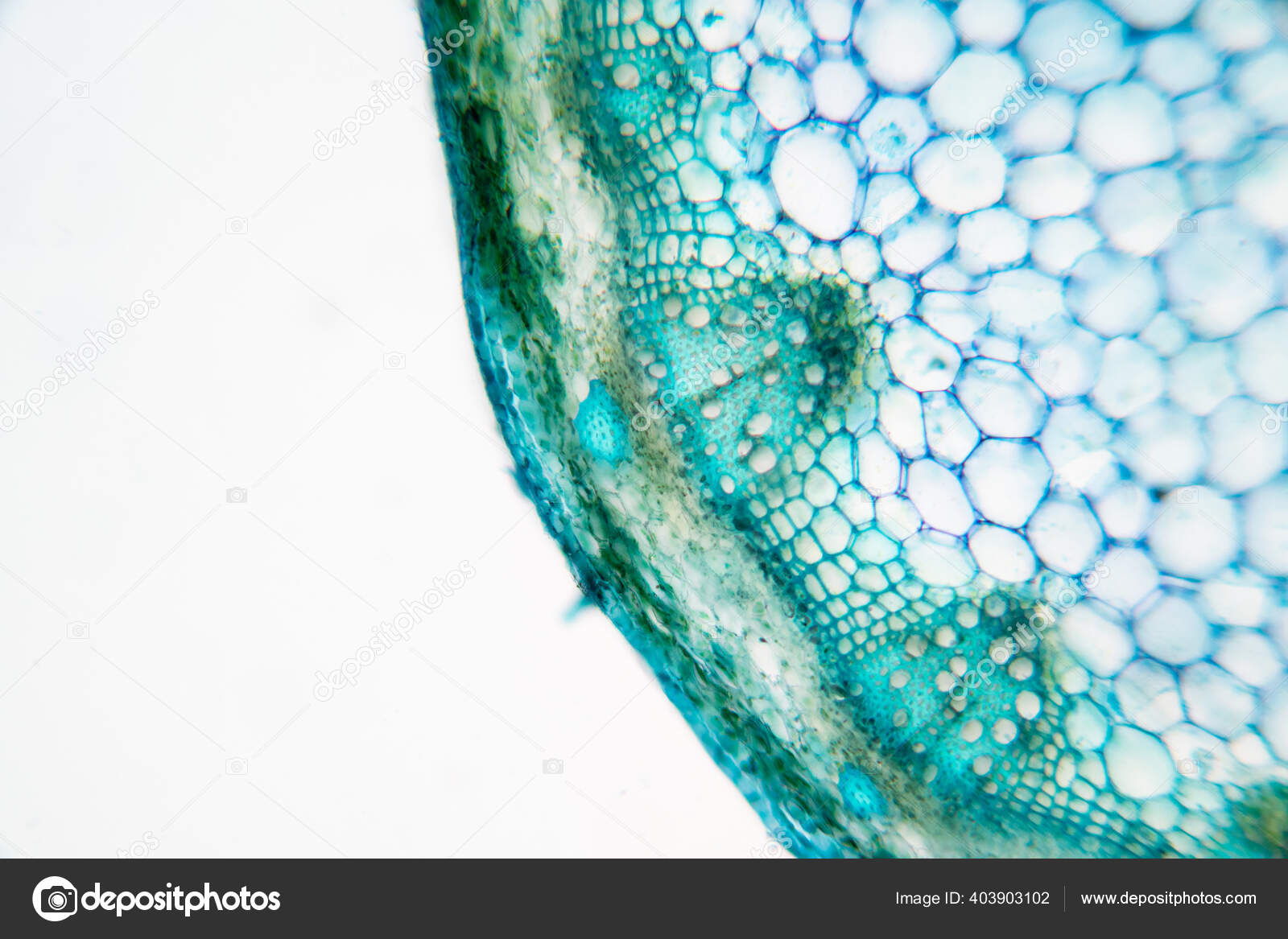 Study Plant Tissue Microscope Classroom Education — Stock Photo © p ...