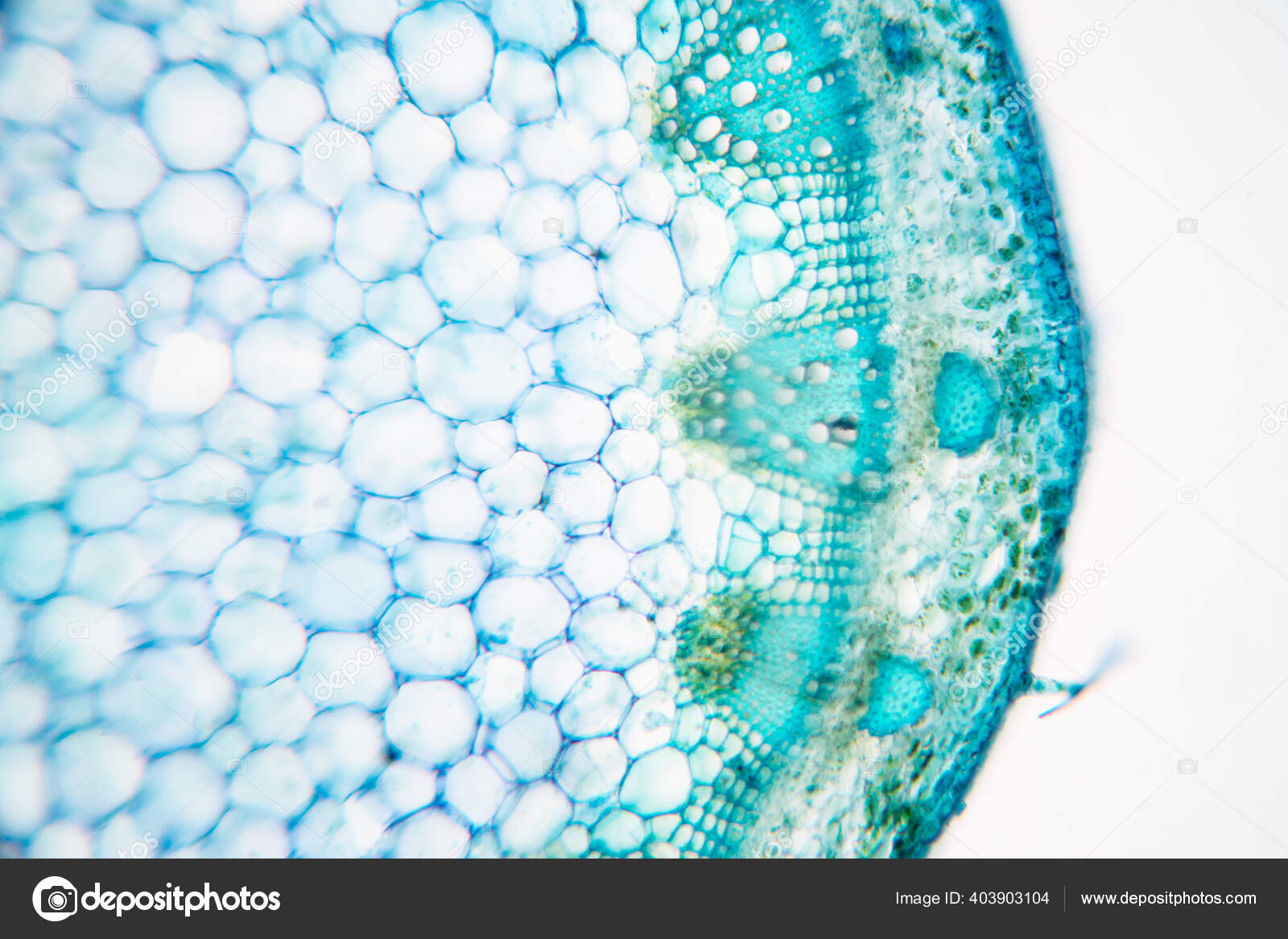 Study Plant Tissue Microscope Classroom Education Stock Photo by ©p ...