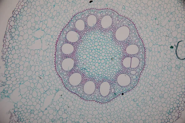 Xylem And Phloem Microscope Hd
