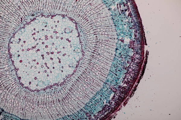 The study Plant tissue of under the microscope for classroom education ...