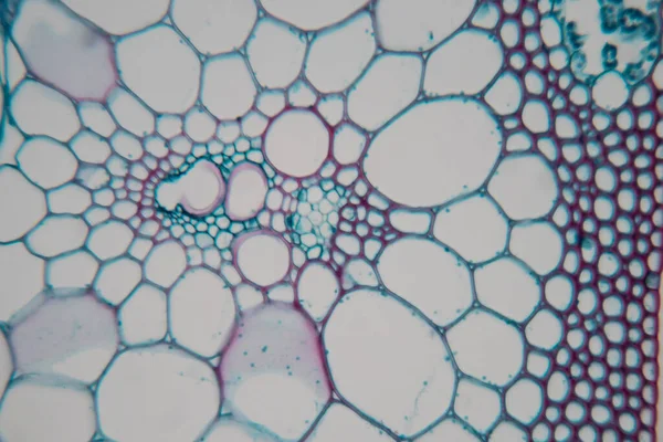 Plants under the microscope images libres de droit, photos de Plants ...