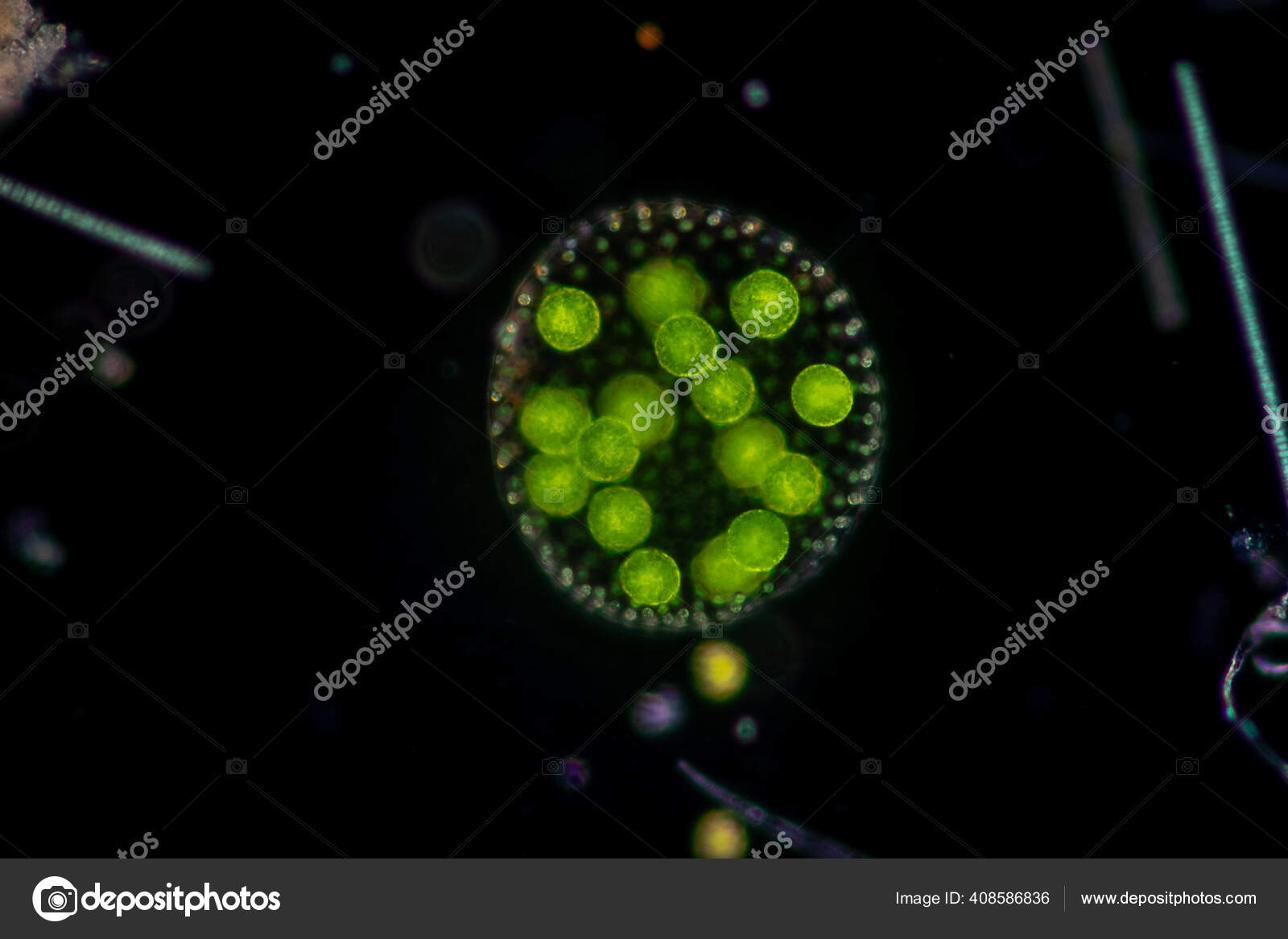 Volvox Drop Water Microscope Classroom Education Stock Photo by ©p ...