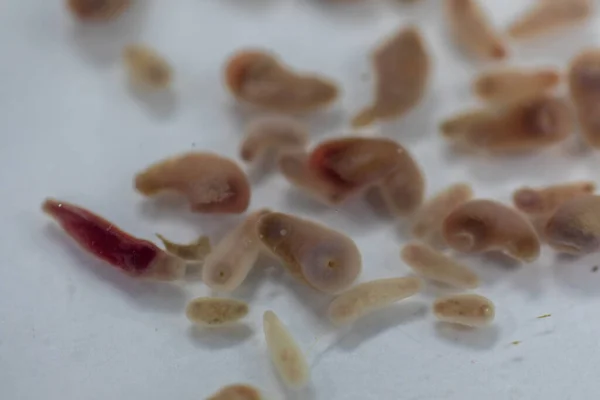 Roundworms Stock Photos, Royalty Free Roundworms Images | Depositphotos