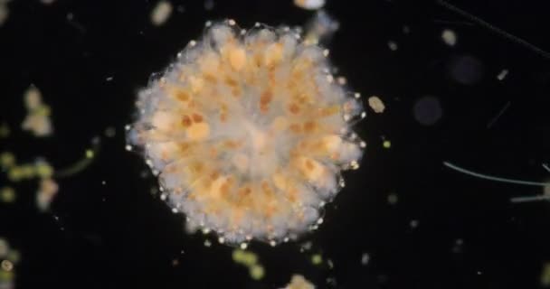 339 Zooplankton Videos, Royalty-free Stock Zooplankton Footage ...