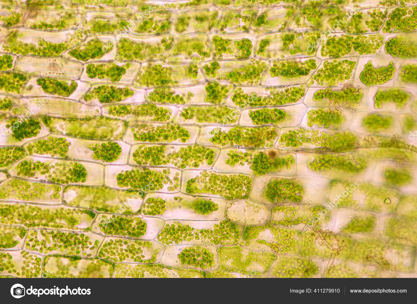 Microscopic View Plant Cells Microscopic View Plant Cells