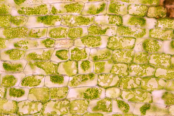 Estructura Celular Hydrilla Vista Superficie Hoja Mostrando Las Células ...