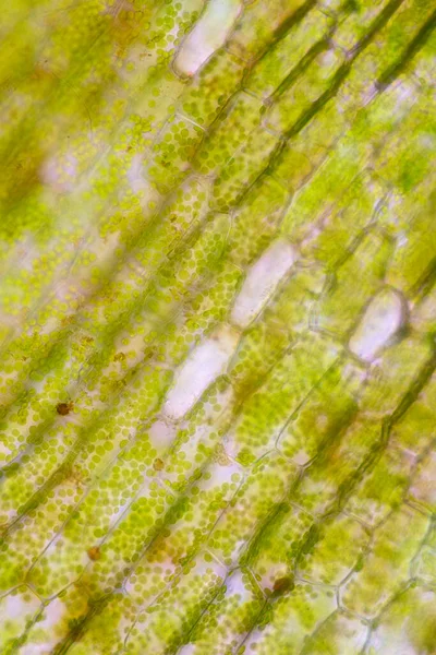 Cell structure Hydrilla, view of the leaf surface showing plant cells ...