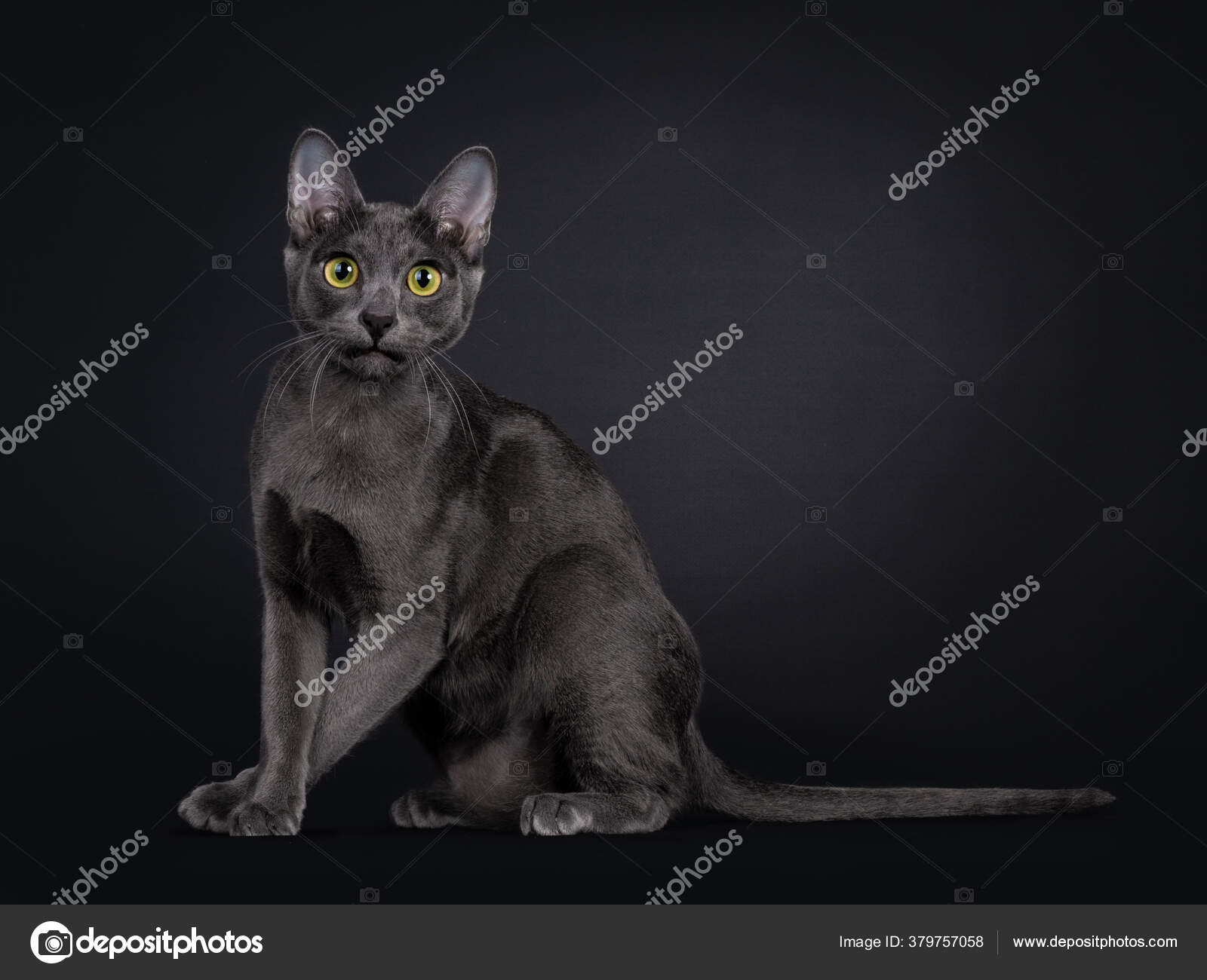 Beautiful Female Korat Cat Sitting Side Ways Front Paws Crossed Stock ...