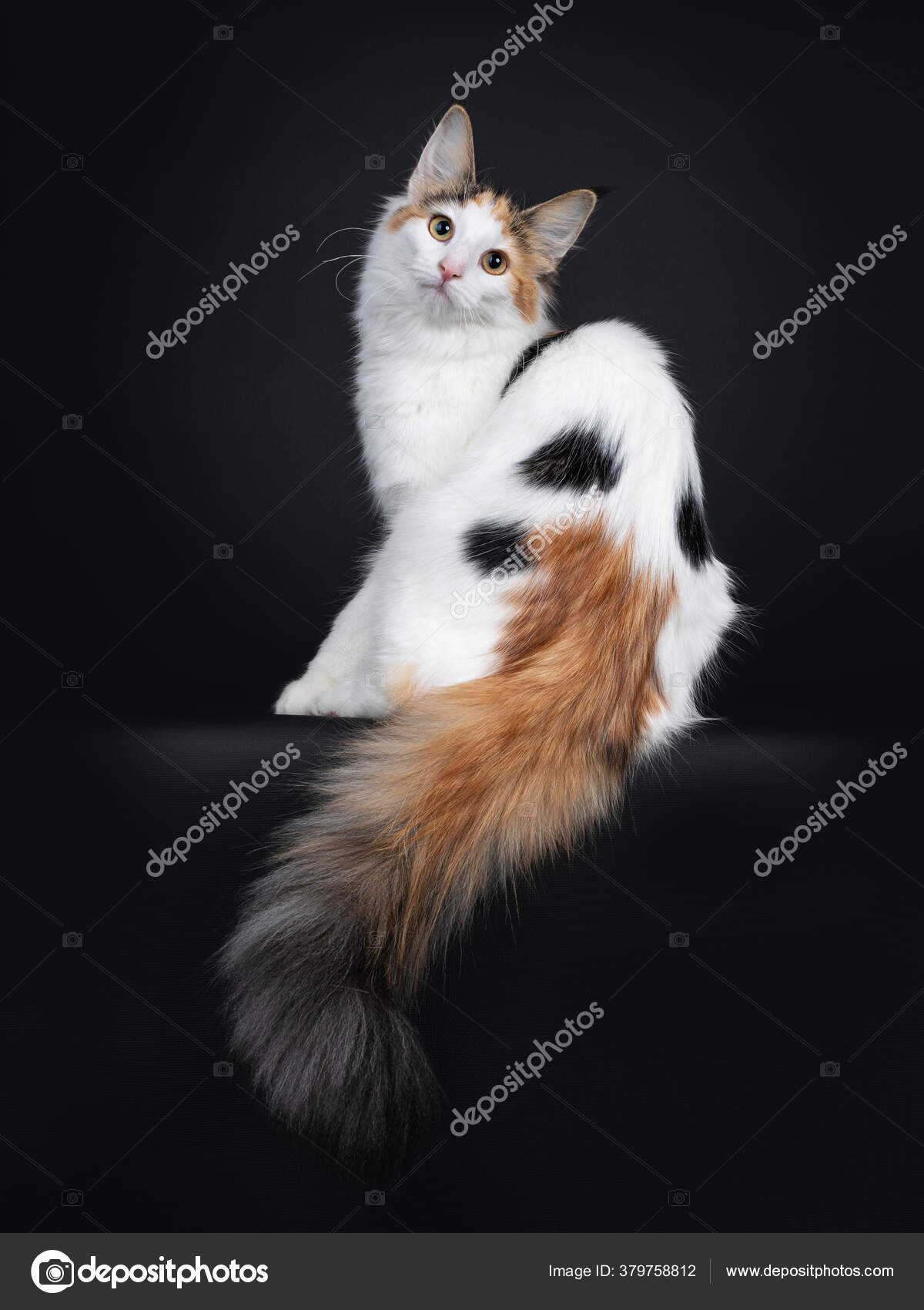 Cat Looking Over Shoulder