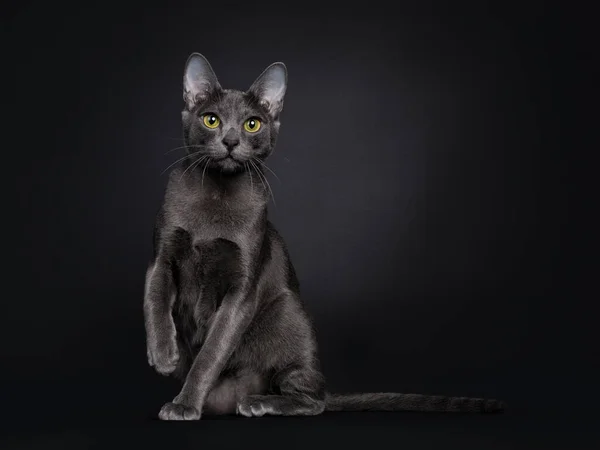 Beautiful Female Korat Cat Sitting Side Ways Front Paws Crossed Stock ...