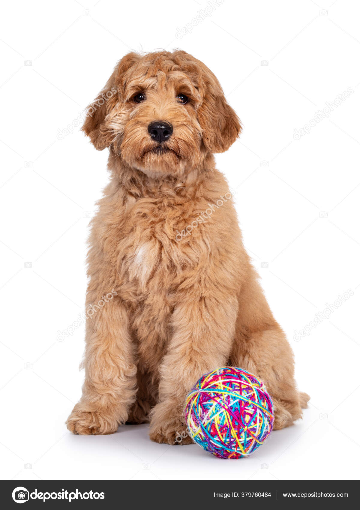 Cute Months Young Labradoodle Dog Sitting Facing Front Wire Ball ...