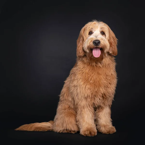 Adult Labradoodle