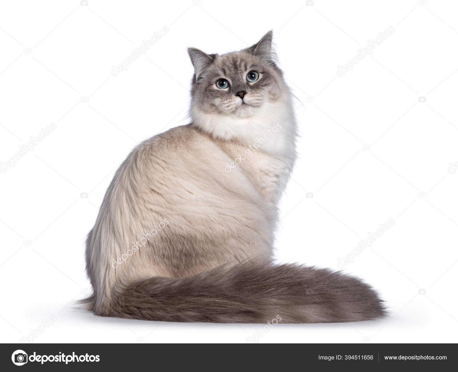 Pretty Neva Masquerade Cat Sitting Side Ways Looking Straight Camera ...