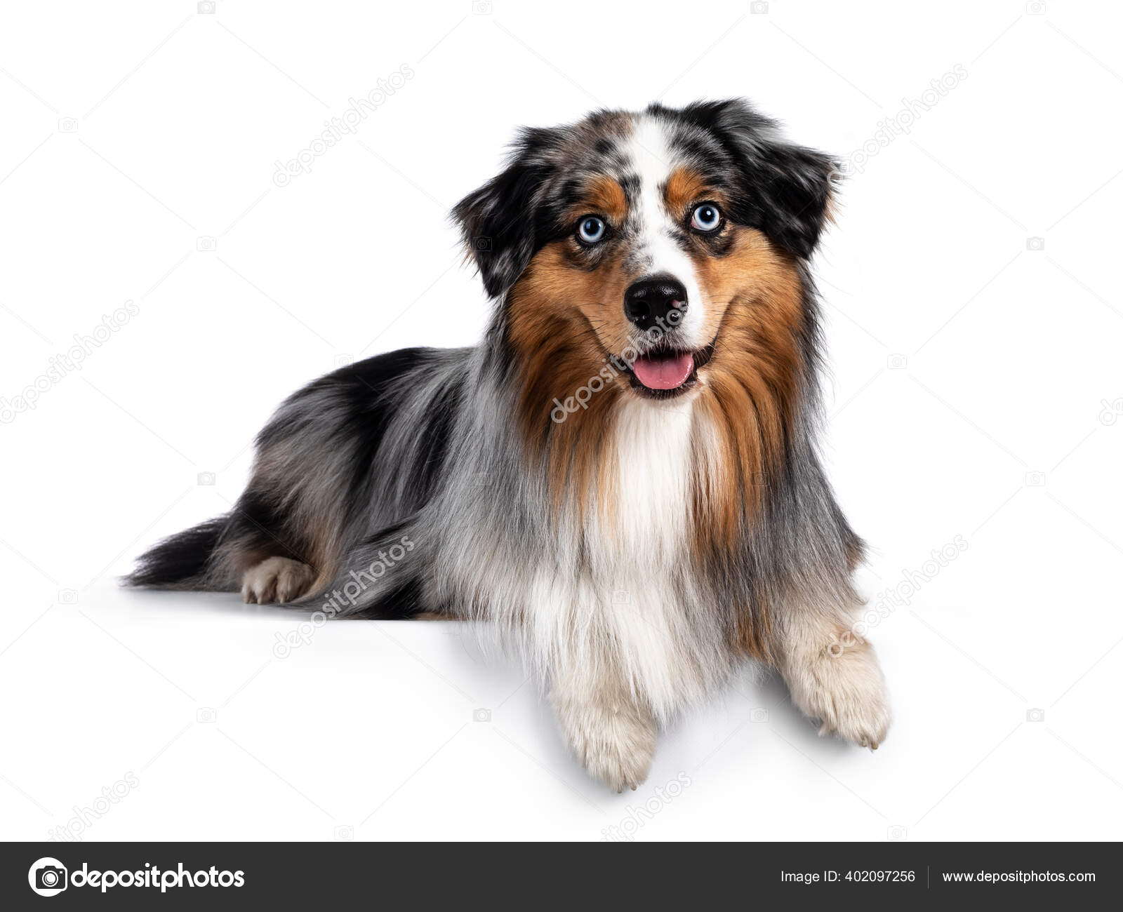 Handsome Well Groomed Australian Shepherd Dog Laying Paws Edge Looking ...