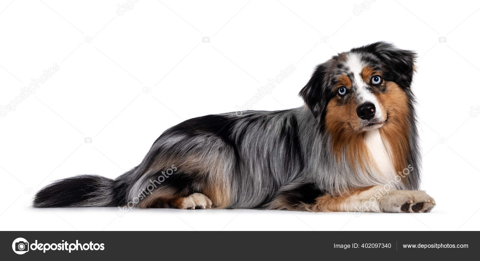 Handsome Well Groomed Australian Shepherd Dog Laying Side Ways Looking ...