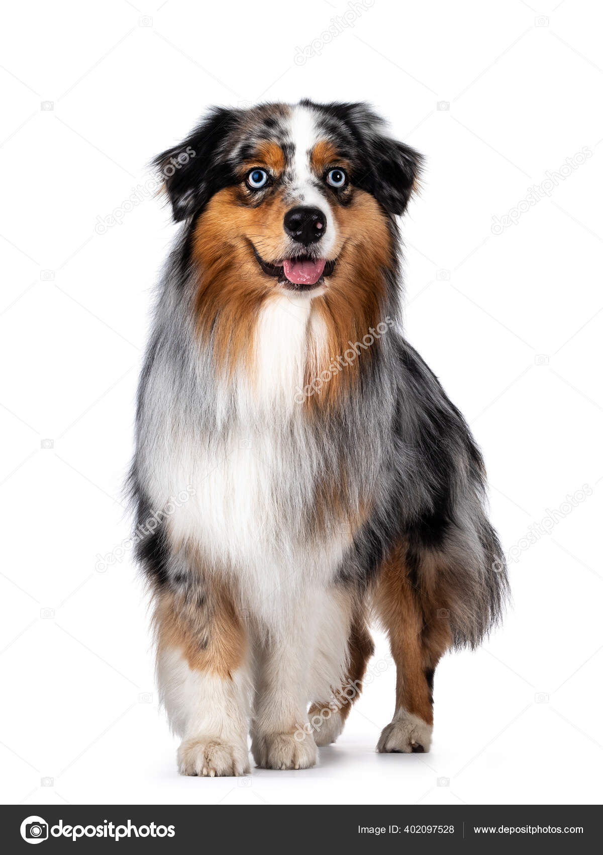 Handsome Well Groomed Australian Shepherd Dog Walking Lens Looking ...