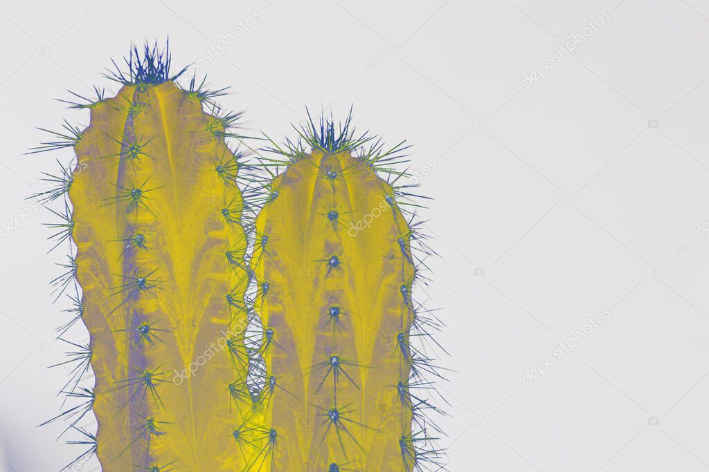 Cactus psicodélico tipo san pedro en colores vivos sobre fondo blanco ...