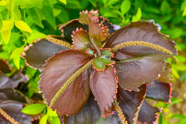 Dwarf copper leaf Stock Photos, Royalty Free Dwarf copper leaf Images ...