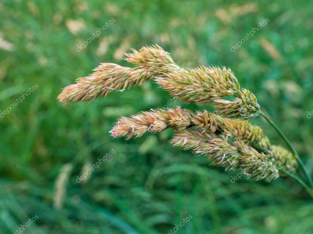 Labski Szczyt pico en las montañas gigantes, coronado con un grupo de ...