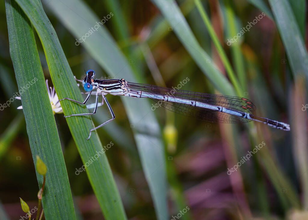 Primer plano de macho maduro de mosca damisela de patas blancas ...