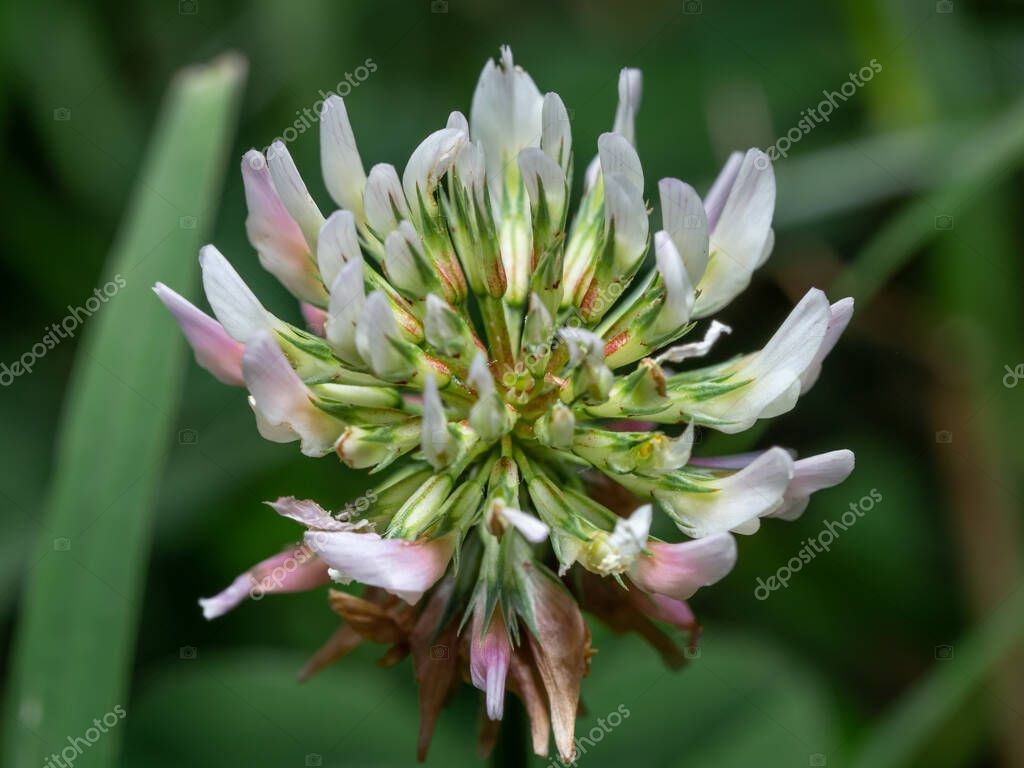 Primer plano de la cabeza de la flor de alsike trébol en flor. Trifolium hybridum. Detalles de ...