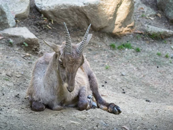 Íbice alpino femenino sentado en la arena. Capra ibex ibex. Steinbock o ...